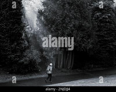 Light rays pierce through mist over a lush mountainous landscape with ...