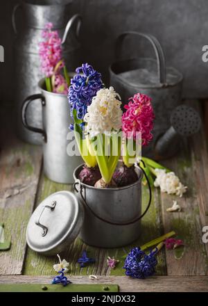 Hyacinth flowers bouquet on wooden table. Easter greeting card template ...