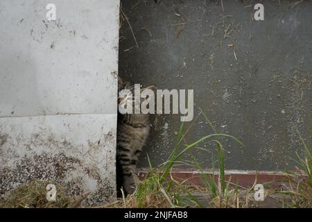 Cute tabby kitten hiding behind metal sheet on farm setting Stock Photo ...