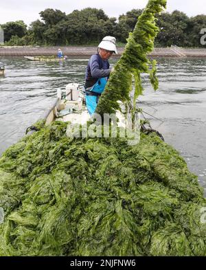 A fisherman harvests Ana-aosa, Ulva pertusa Kjellman, one specie of Sea ...
