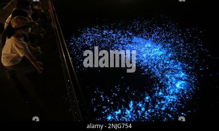 Vargula hilgendorfii (sea-firefly / umi-hotaru in Japanese) are ...