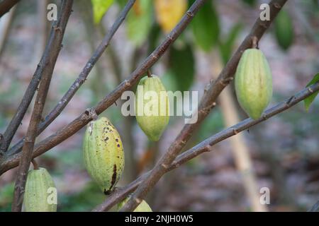 Cocoa plants in nature Background Stock Photo - Alamy
