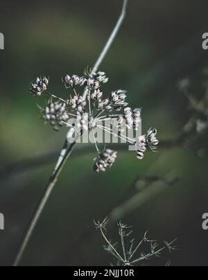 natural plants around us when macro photography Stock Photo - Alamy