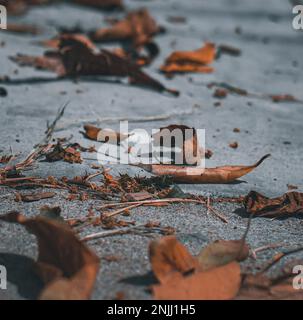 natural plants around us when macro photography Stock Photo - Alamy