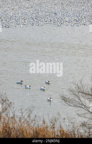Middle Creek Reservoir migration Stock Photo - Alamy