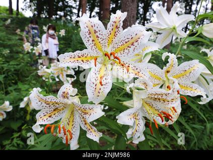 Yamayuri, golden‐banded lilies, are in full bloom at Showa Manyo-no ...