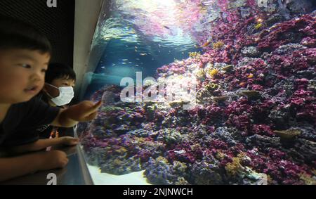 A new water tank called The sea of coral reefs is unveiled to visitors ...
