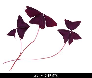 Oxalis triangularis Mijke - Purple Butterfly Plant isolated on white ...