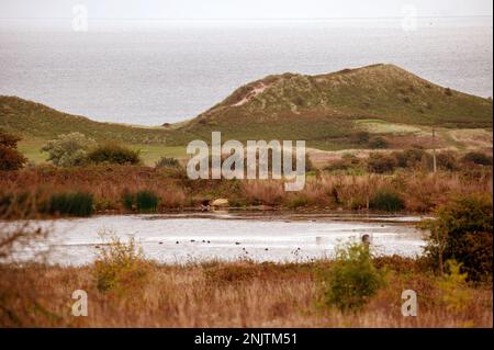 Embleton Quarry Nature Reserve, Northumberland Stock Photo - Alamy