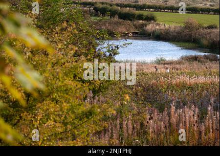 Embleton Quarry Nature Reserve, Northumberland Stock Photo - Alamy