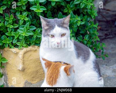 beautiful cats around Malta island. High quality photo Stock Photo - Alamy