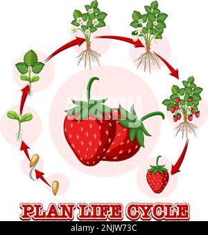 Life cycle of strawberry diagram illustration Stock Vector Image & Art ...