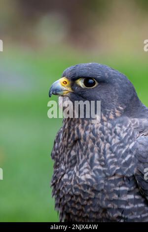 Closeup of a falcon showing head, eye and beak, side profile Stock ...