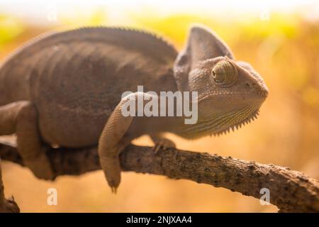 Chameleon in terrarium in one of Prague zoo, Europe Stock Photo - Alamy