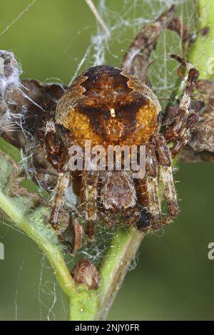 horned orbweaver (Araneus angulatus), male, Germany Stock Photo - Alamy