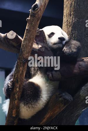 A photo shows a giant panda (Ailuropoda melanoleuca / panda bear at ...