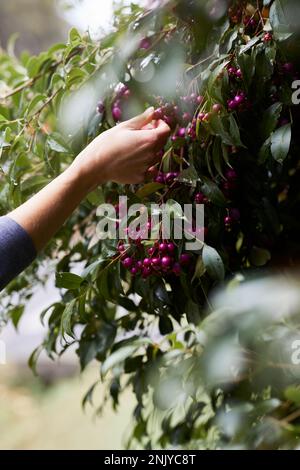 Unrecognizable female gardener collecting fresh Common lilly pilly ...