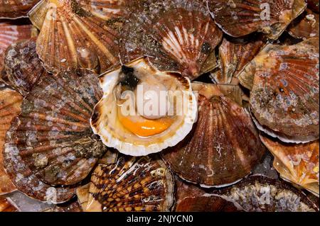 Scallops mussels St. Jacob laid out on the table with ice on fish ...