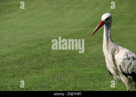 Stork on green grass looking into camera Stock Photo - Alamy