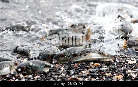 Lots of grass puffer (Takifugu niphobles) gather to lay eggs on the ...