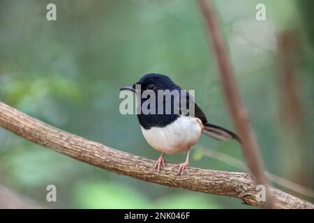 Andaman Islands, India, Andaman Shama, Copsychus saularis andamanensis ...