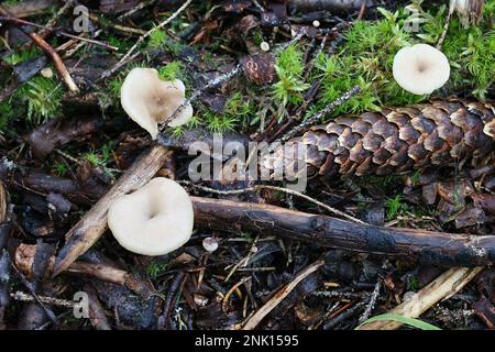 Lentinellus micheneri, known as navel sawgill, wild mushroom from ...