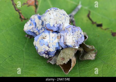 Monilinia fructigena, a plant pathogen causing brown rot blossom blight ...