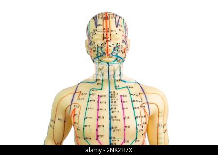 Front view of a medical acupuncture model of human isolated on white ...