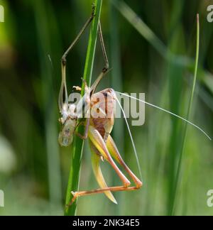Grasshopper molting, sitting on a plant stem beside its old skin Stock ...