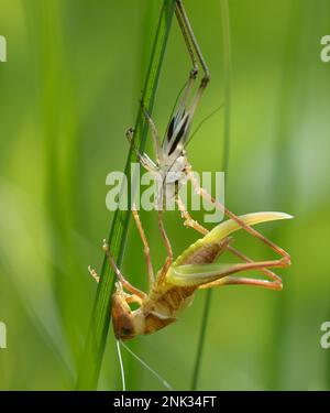 Grasshopper molting, sitting on a plant stem beside its old skin Stock ...