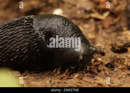 Closeup on a large slmiy, air-breathing ash-black land slug, Limax cinereoniger Stock Photo - Alamy