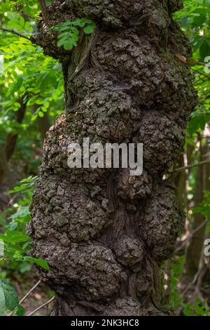 Deformed trunk of a thick old tree with painful growths on a blurred ...