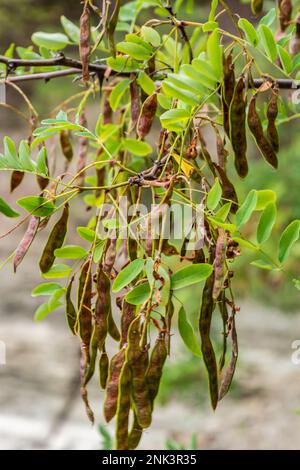 Robinia pseudoacacia ripe seed fruit on twig closeup selective focus ...