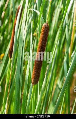 Reed mace plant also known as cat - tail, bulrush, swamp sausage, punks ...