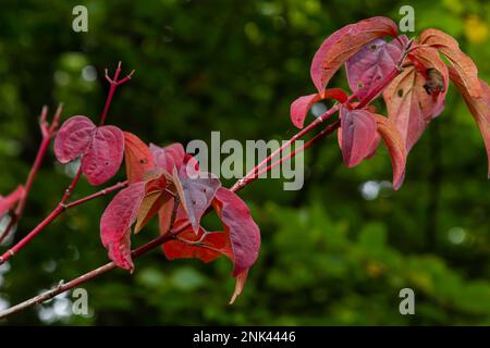 A medium-sized deciduous shrub with arguably the most intensely ...