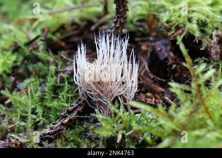 Pterula multifida, a coral fungus growing on spruce litter in Finland ...