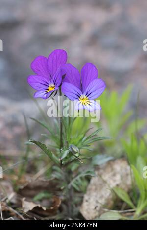 Viola tricolor, commonly knoen as wild pansy, Johnny Jump up ...