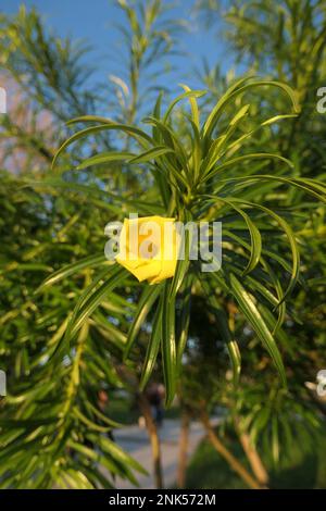 Bright and beautiful, the yellow oleander tree (Cascabela thevetia ...