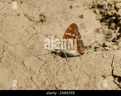 Lesser Purple Emperor butterfly sitting on the mud - in Romania Stock ...