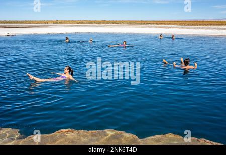 Floating in Laguna Cejar or Sejas, Salar de Atacama, Atacama Desert ...