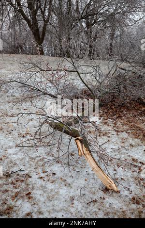 Trees suffered during Bloomfield Hills,MI ice Storm Stock Photo - Alamy