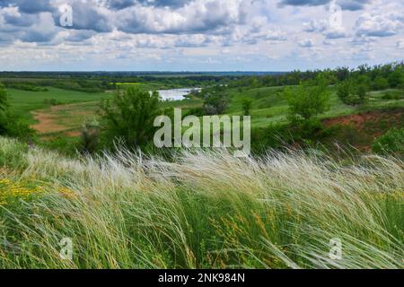 Landscape with Stipe Feather Grass or Grass Needle Nassella tenuissima ...
