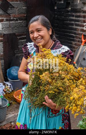 An indigenous Zapotec woman shows plants used to make natural dyes for ...