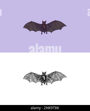 Flying vampire bat. Vintage sketch vector illustration for Halloween ...
