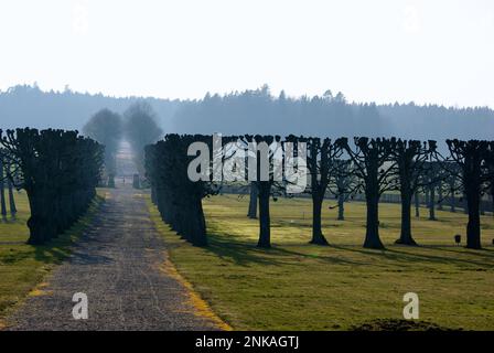 Linden trees in a row beside the foot path in a public park in autumn ...