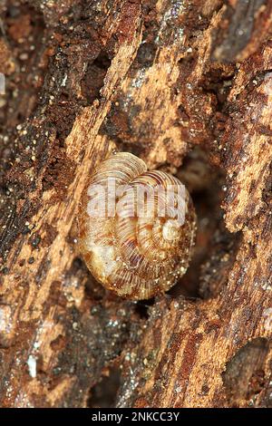 New Zealand native land snail (Charopa sp Stock Photo - Alamy