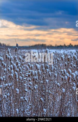 Wild Teasel with snow Stock Photo - Alamy