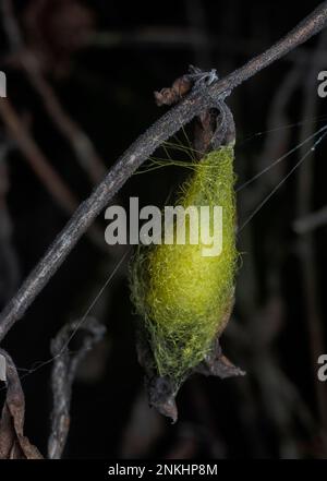 spider woven sac hanging on the cobweb Stock Photo - Alamy