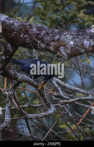 Birds on dead tree branch Stock Photo - Alamy