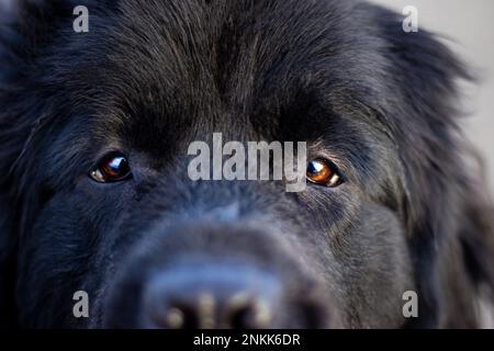 Real life Dog Portraits Stock Photo - Alamy